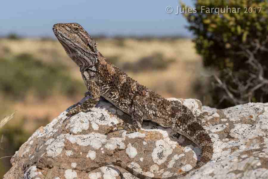 ¿Cómo es el Dragón Barbudo como Mascota?