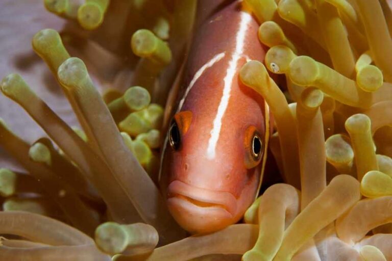 ¿Los Peces Duermen? Así es Como lo Hacen