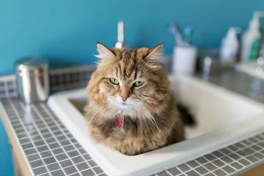 ¿Por qué mi gato me acompaña al baño?