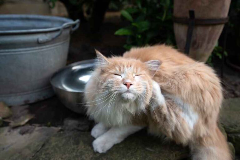 Sarna en Gatos - Todo Lo Que Debes Saber