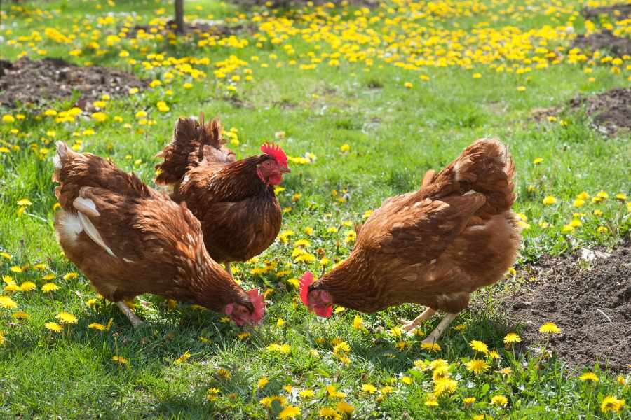 Alimentación de Gallinas - Las Claves para una Dieta Equilibrada