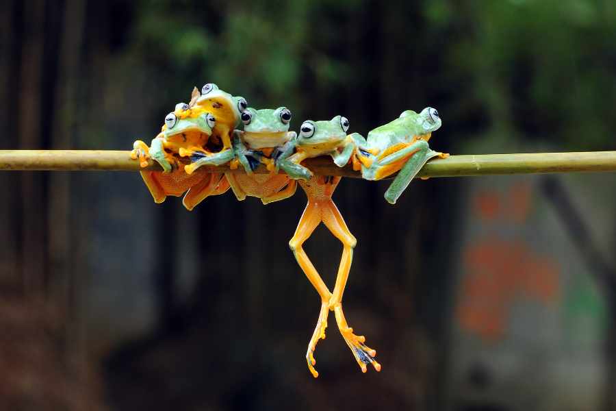 Ranas como Mascotas - Lo Mejor de la Naturaleza en tu Hogar