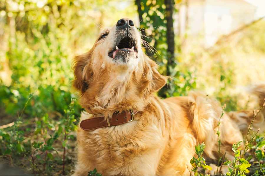 Ansiedad en Perros: ¿Cómo Tratarla y Solucionar el Problema?