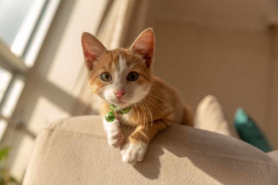 Los Esenciales Para Tener un Gato Feliz en Casa