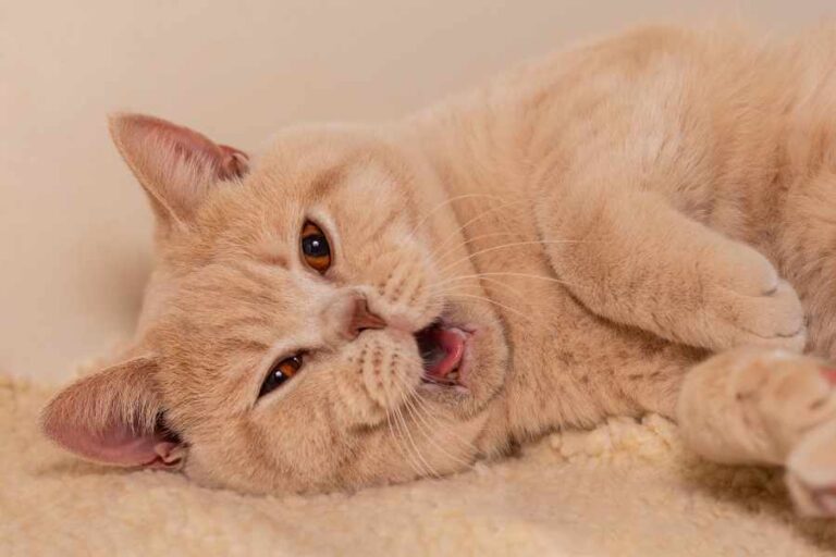 Formas de Mostrar Amor a tu Gato que Puede Entender