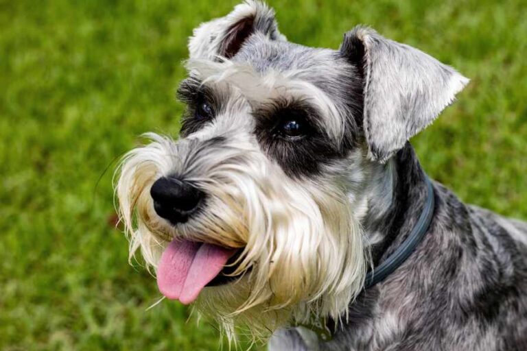 Todo Sobre el Schnauzer - Un Perro con Mucho Carácter