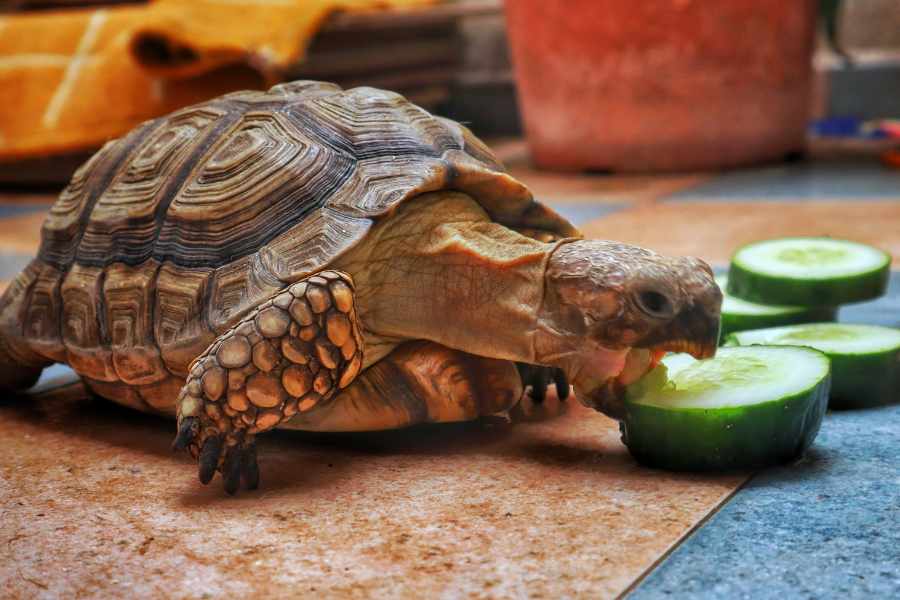 ¿Qué Debes Hacer Si tu Tortuga No Quiere Comer?