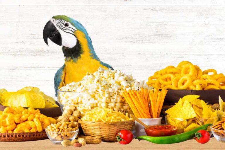 ¿Qué Pueden Comer los Loros? - Guía completa