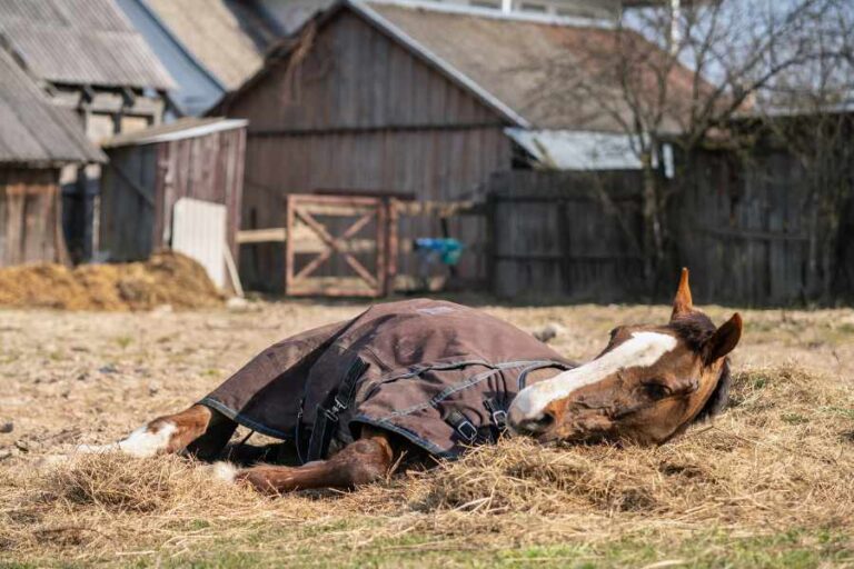 Las 6 Enfermedades Más Comunes en los Caballos