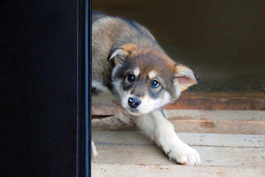 Consejos para Tratar los Miedos Más Comunes en Perros