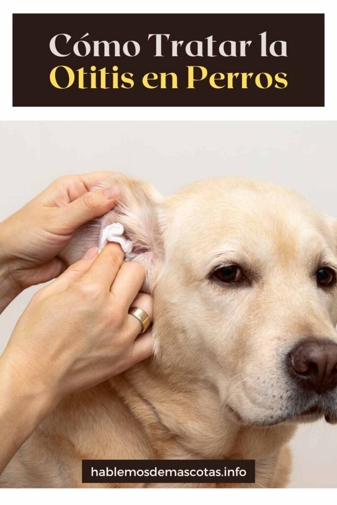 Cómo Tratar la Otitis en Perros (Infecciones de Oído)