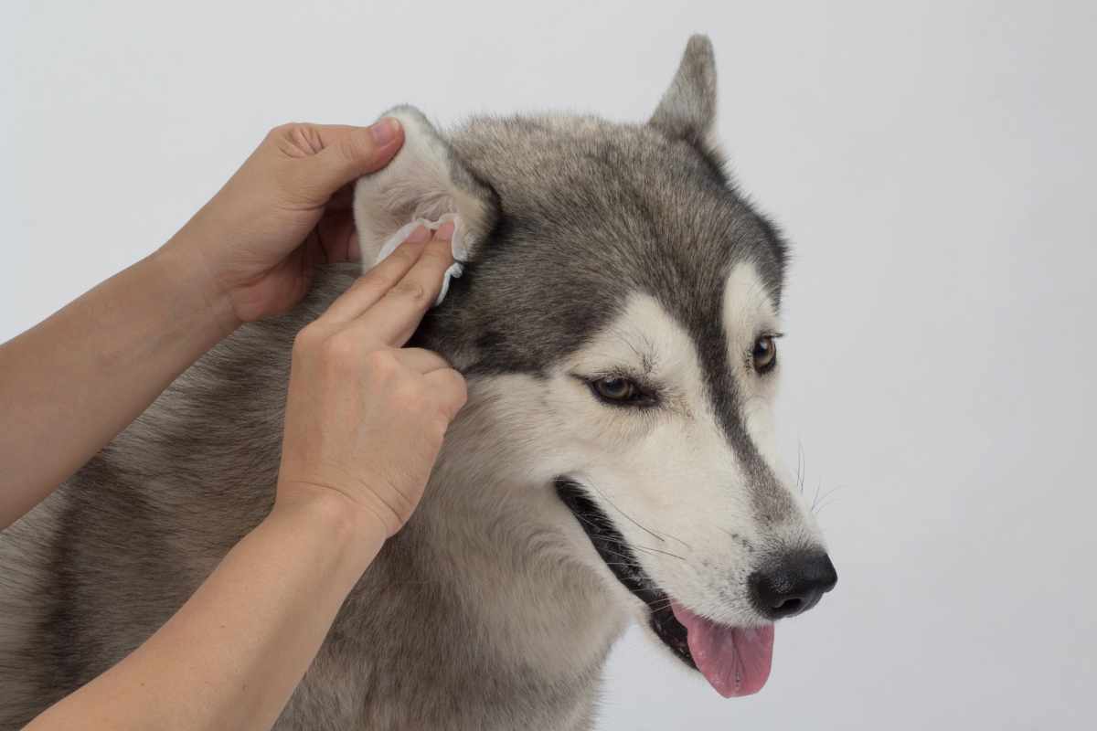 Cómo Tratar la Otitis en Perros (Infecciones de Oído)