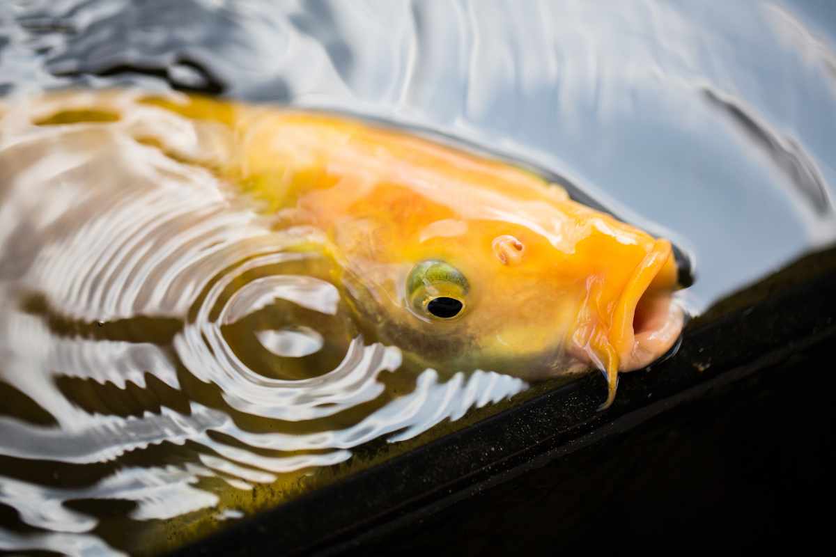 ¿Por qué los Peces Suben a la Superficie? Explicación y Consejos
