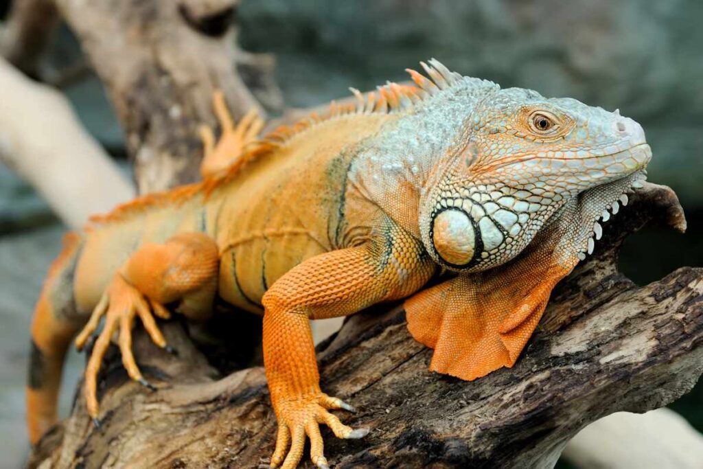 ¿Las Iguanas Cambian de Color? Descubre Cómo
