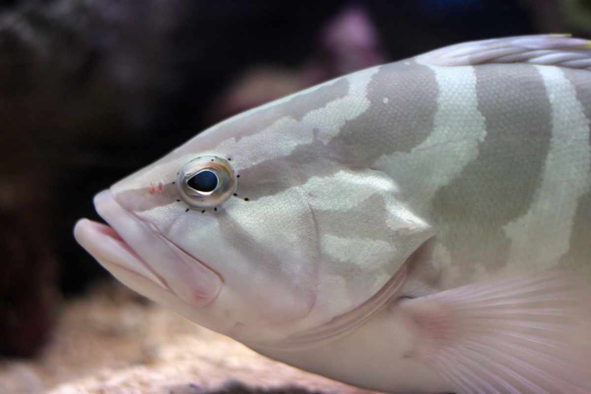 ¿Los Peces Beben Agua?