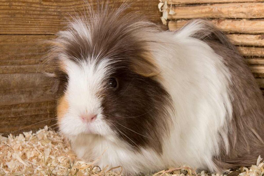 ¿Cómo Elegir el Mejor Sustrato para tu Cobaya?