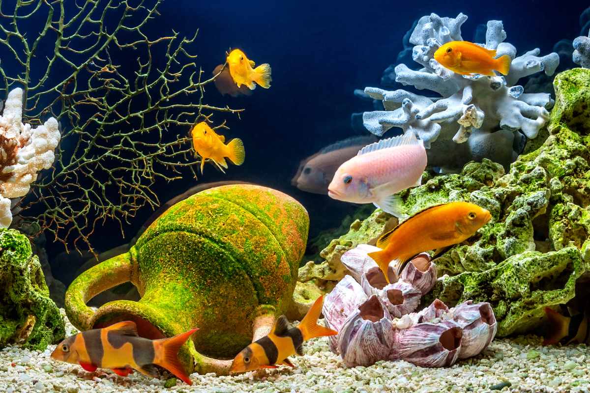 ¿Qué Peces Pueden Vivir Juntos en un Acuario Comunitario?