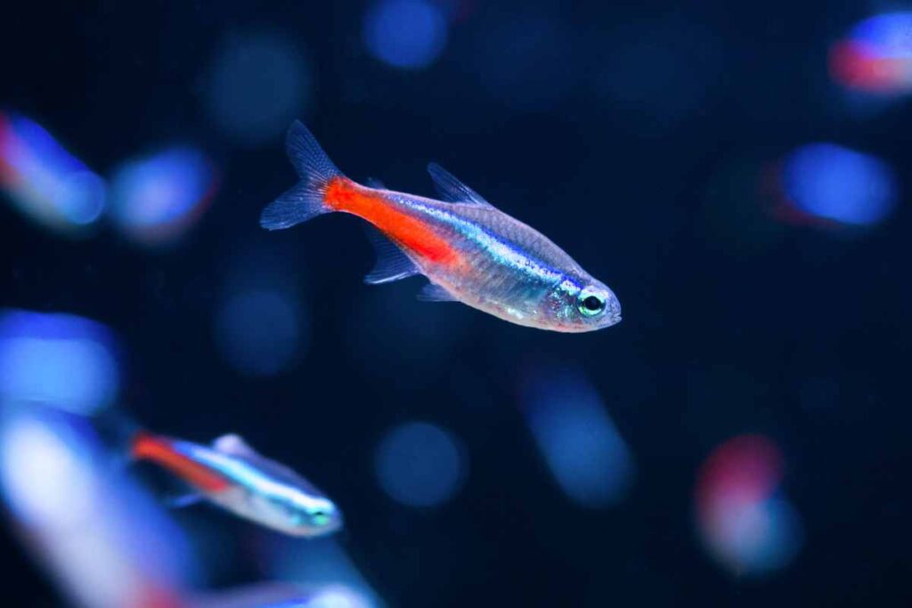 ¿Qué Peces Pueden Vivir Juntos en un Acuario Comunitario?