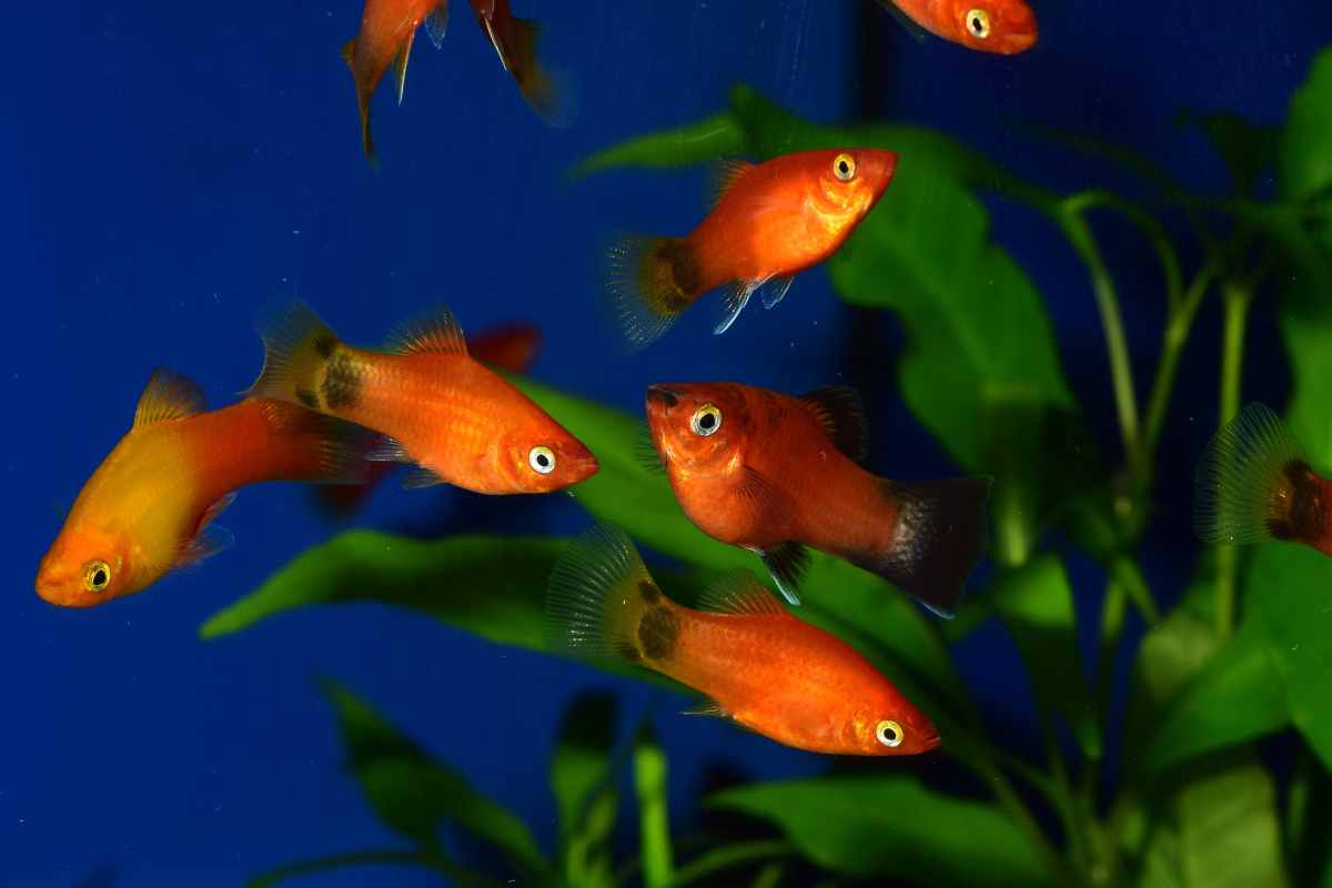 ¿Qué Peces Pueden Vivir Juntos en un Acuario Comunitario?