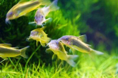 ¿Qué Peces Pueden Vivir Juntos en un Acuario Comunitario?