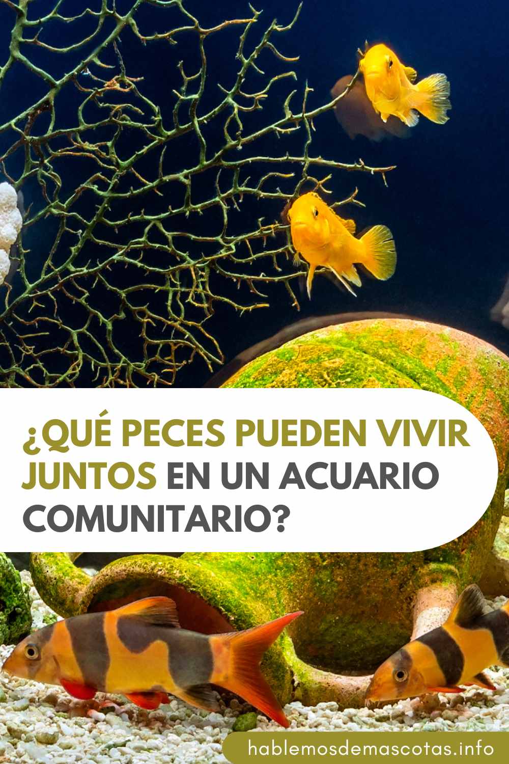 ¿Qué Peces Pueden Vivir Juntos en un Acuario Comunitario?