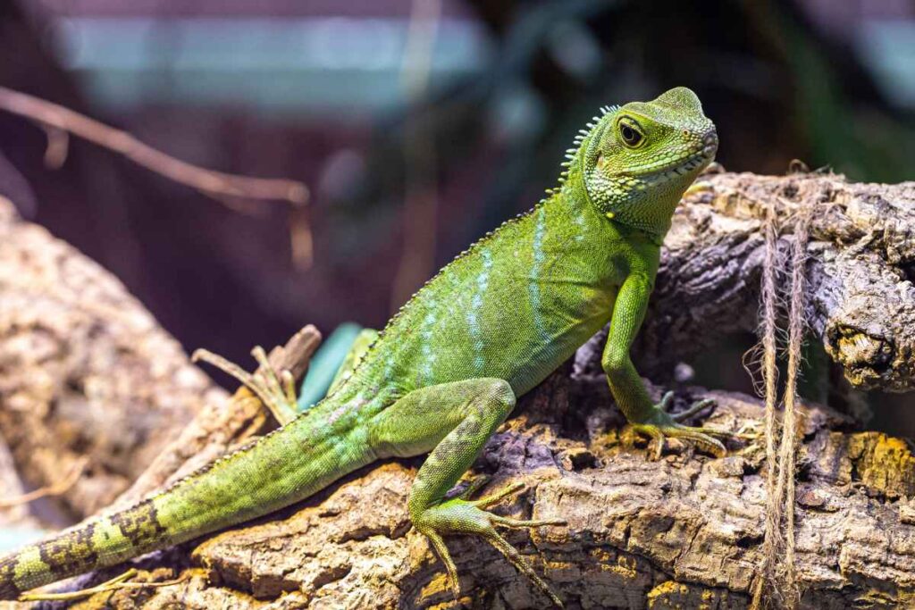 Cómo Identificar el Sexo de tu Reptil: Guía para Principiantes