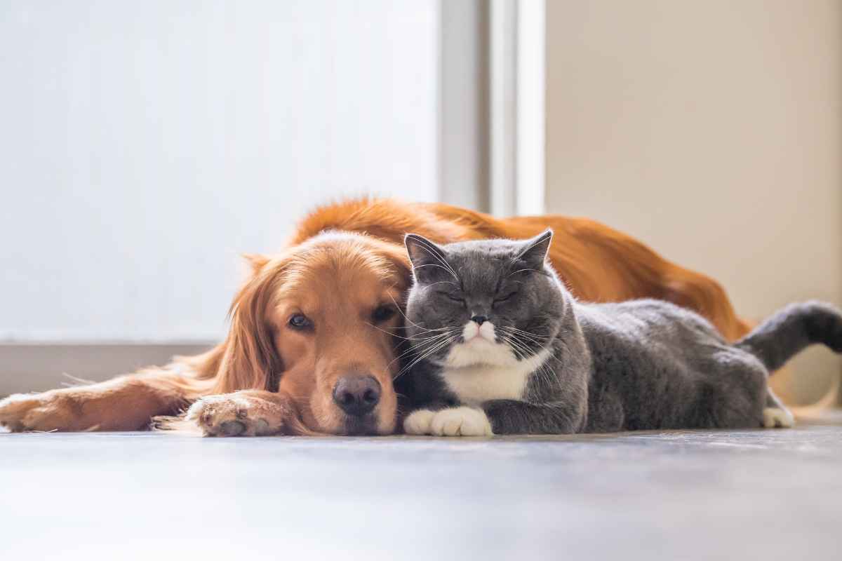 Cómo Integrar Nuevas Mascotas en un Hogar con Varias Especies