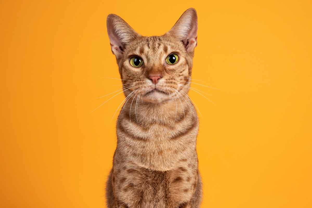 Gato Ocicat: El Felino Doméstico con Apariencia de Gato Salvaje